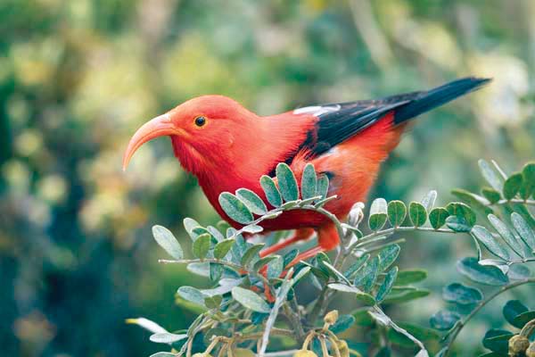 Proposal would make 21,000 acres on Maui ‘critical habitat’ for ‘i‘iwi ...